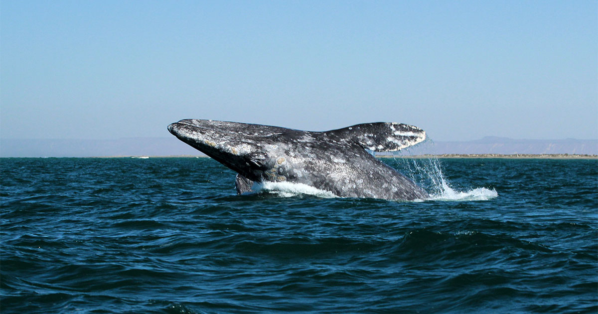 Baja Discovery - Top-rated Whale-Watching excursions in famed Laguna de ...